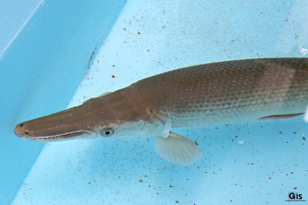 Public information campaign on the threats posed by alligator fish